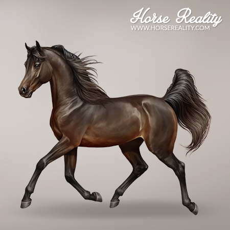 Sooty | Horse Reality Wiki