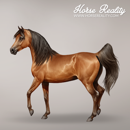 Wild Bay | Horse Reality Wiki