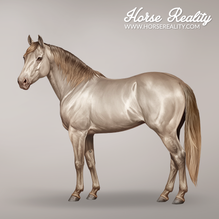 Bay | Horse Reality Wiki