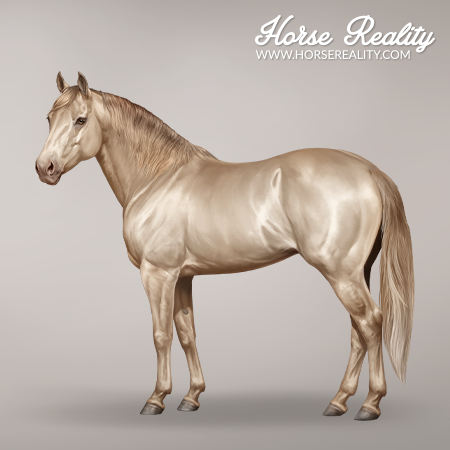 Bay | Horse Reality Wiki