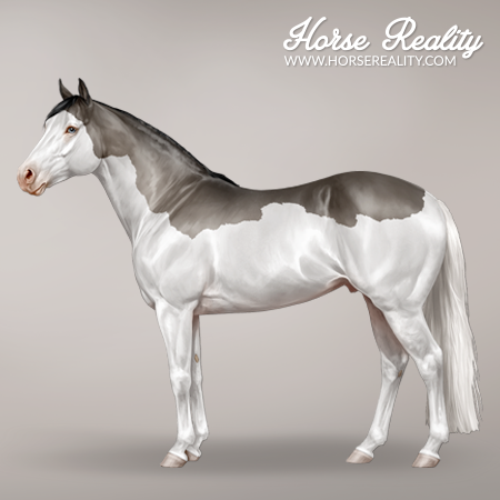 White Patterns | Horse Reality Wiki