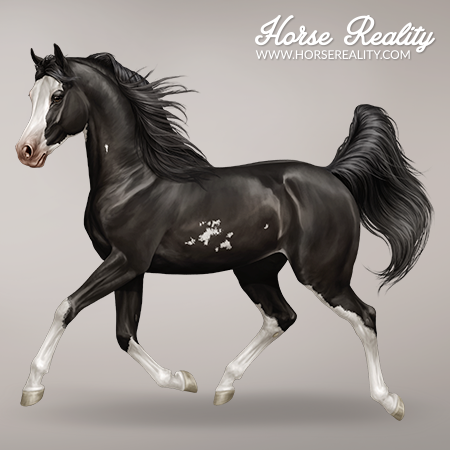 W19 | Horse Reality Wiki
